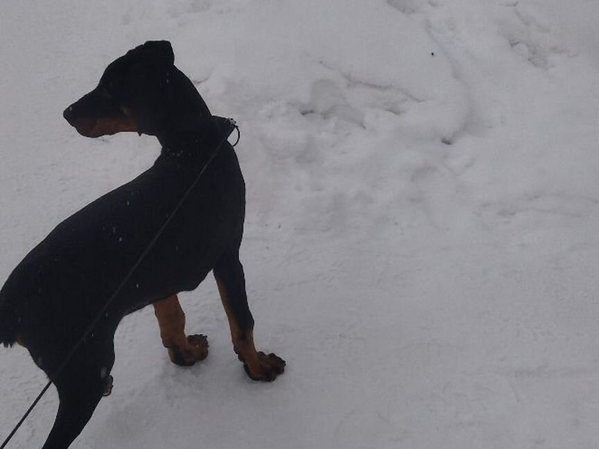 Доберман щенок