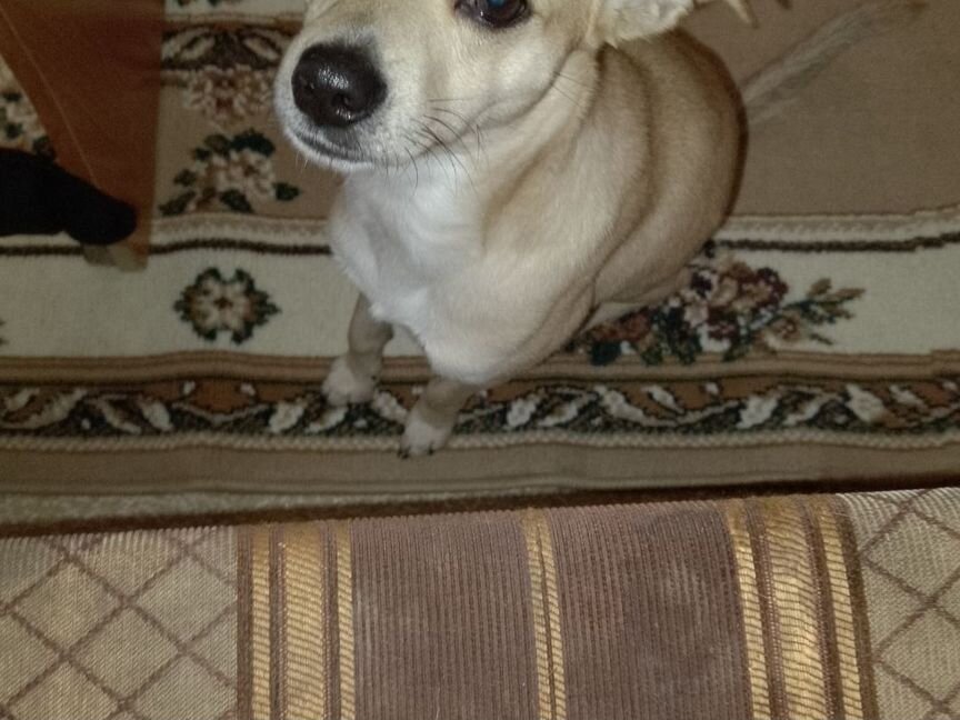 Собака в добрые руки