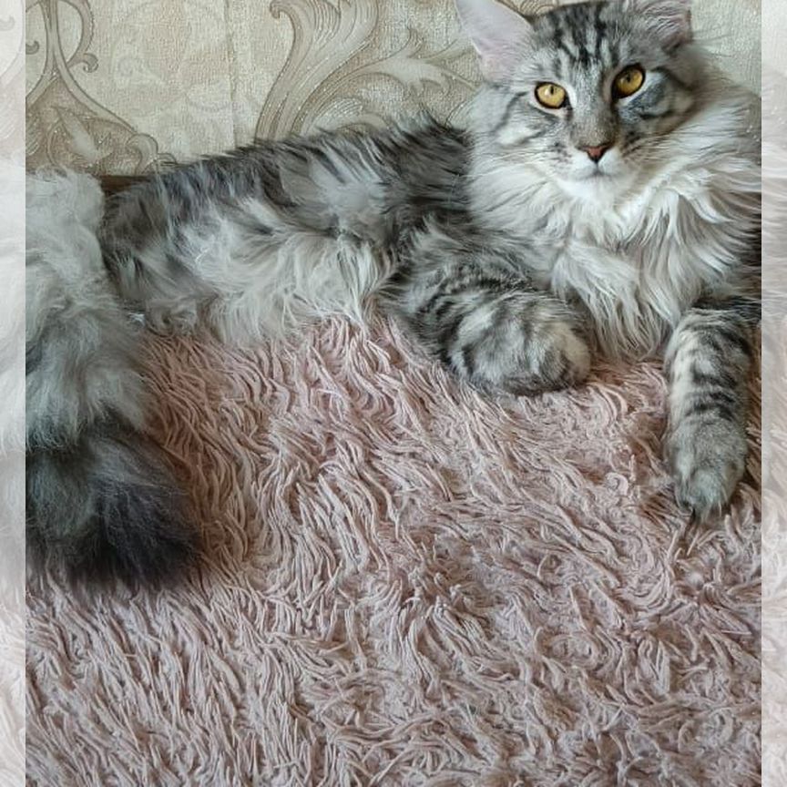 Продам кота Мейн-кун