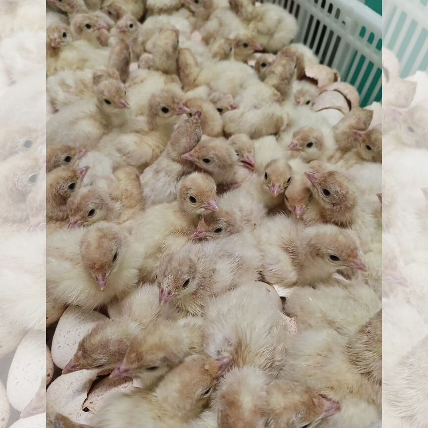 Индюшата