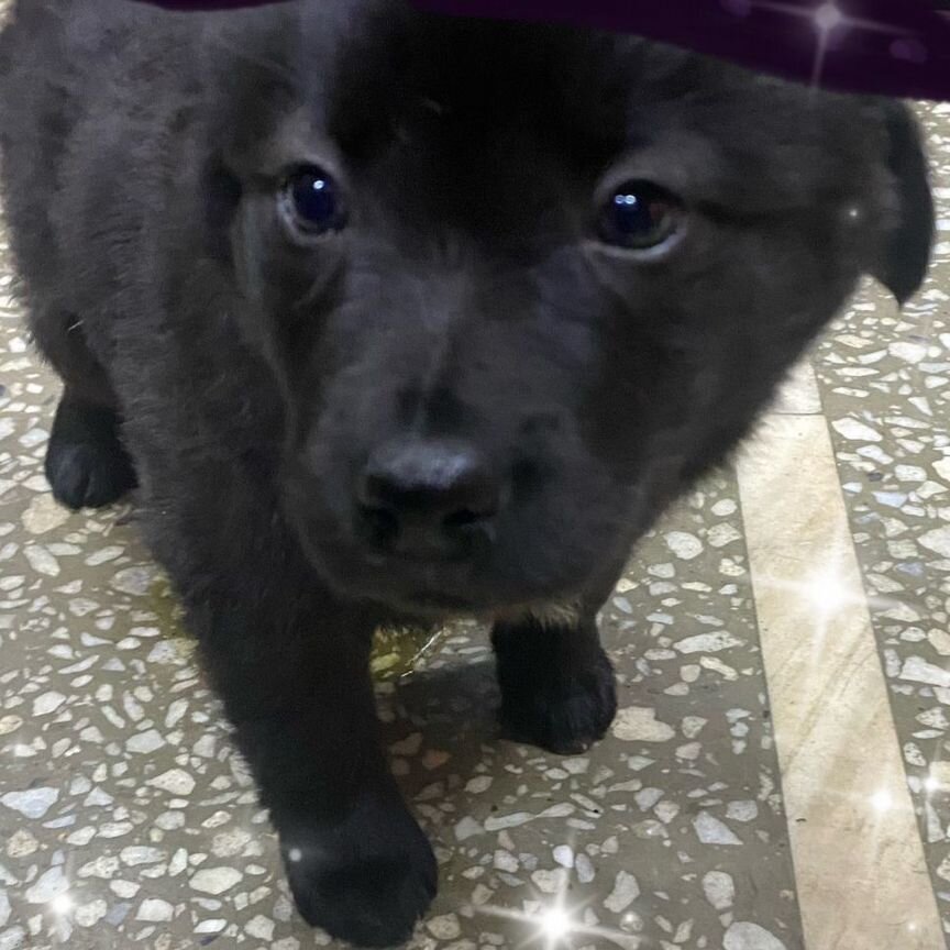 Щенок в добрые руки