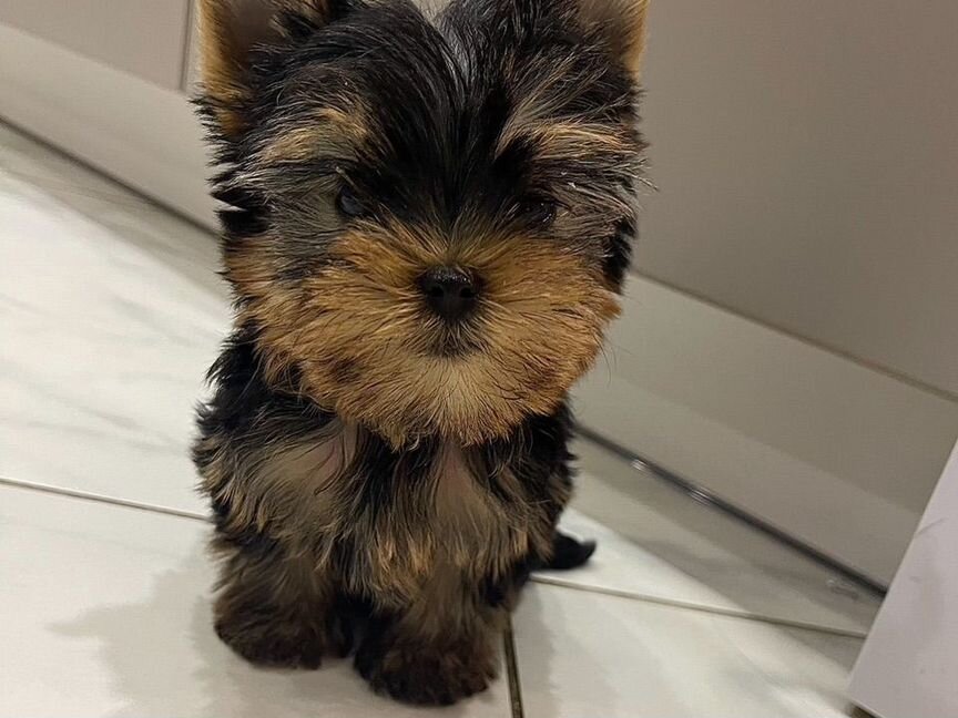 Йоркширский терьер мини щенки