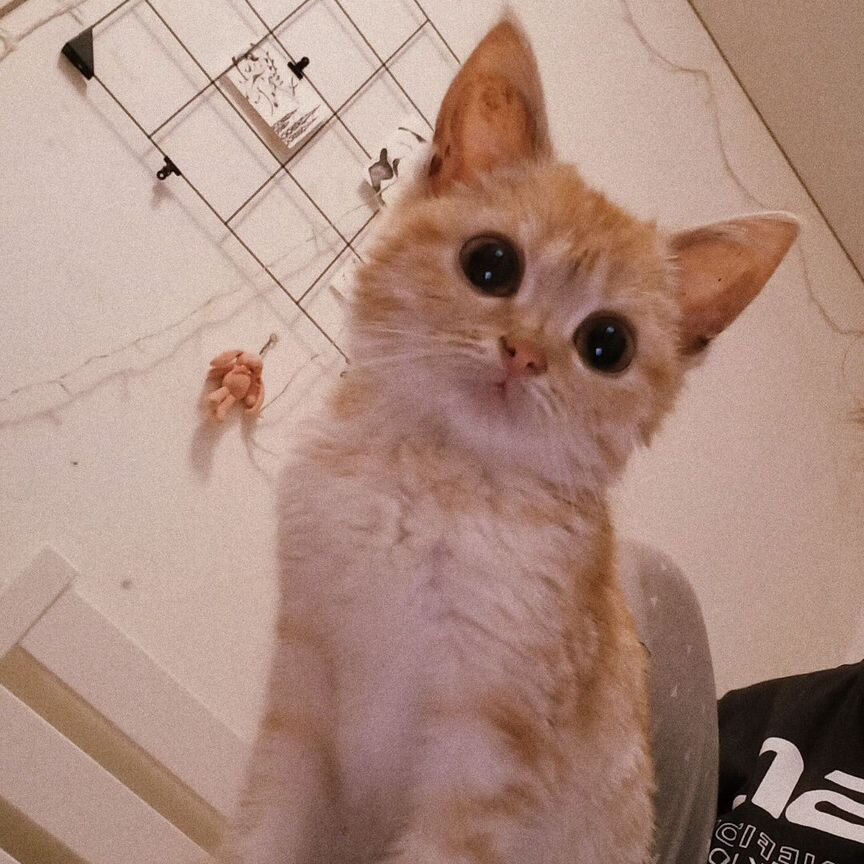 Рыжий котенок девочка