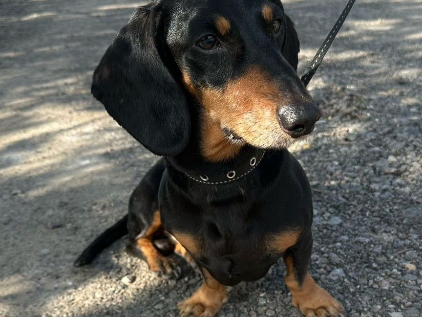 Такса ищет хозяев