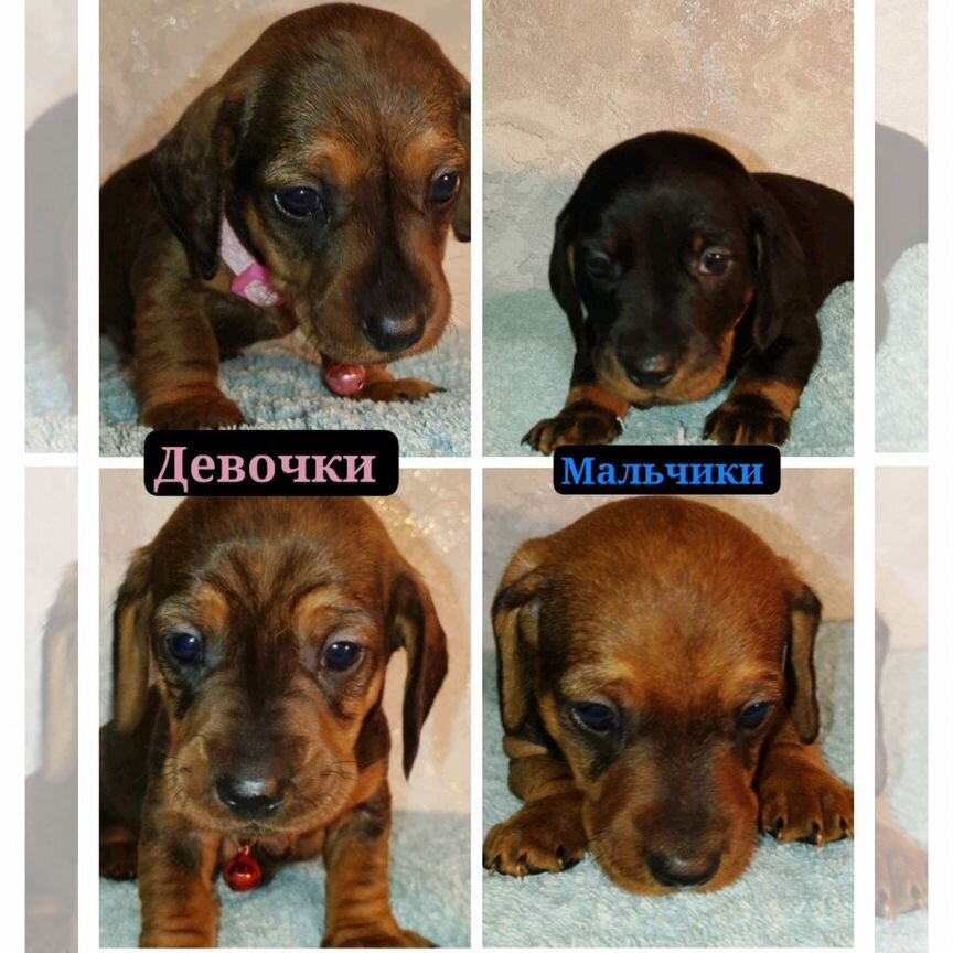 Такса, щенок