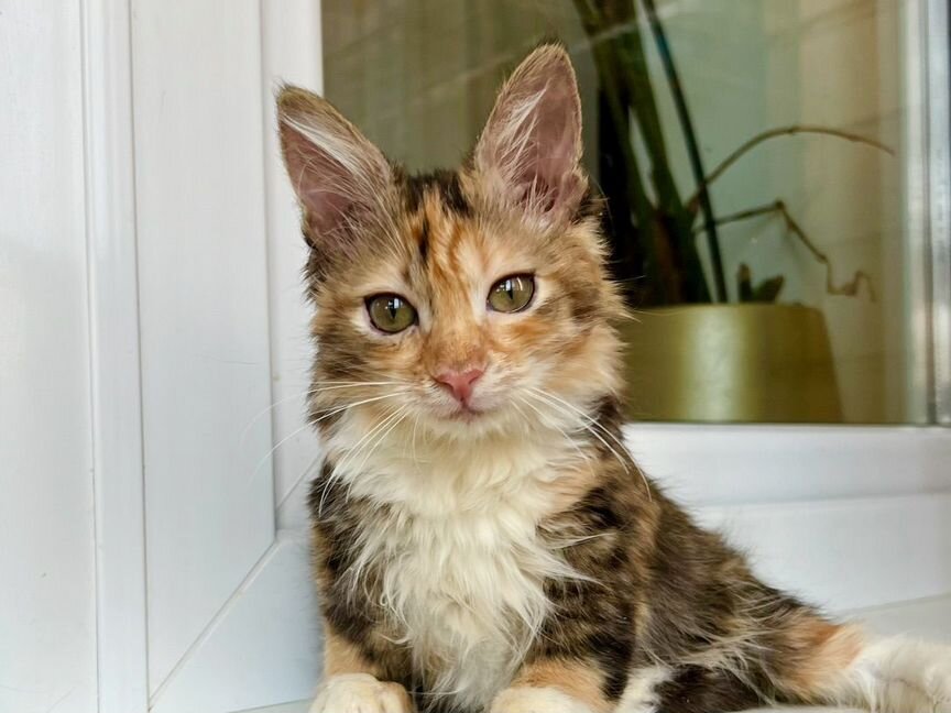 Необычная котенок Виша в самые добрые руки