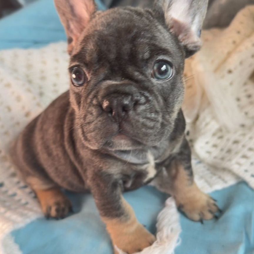 Французский бульдог, щенок