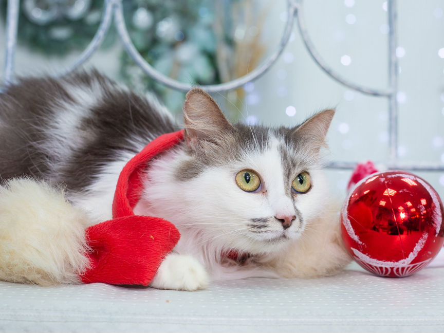 Кошка Снежана