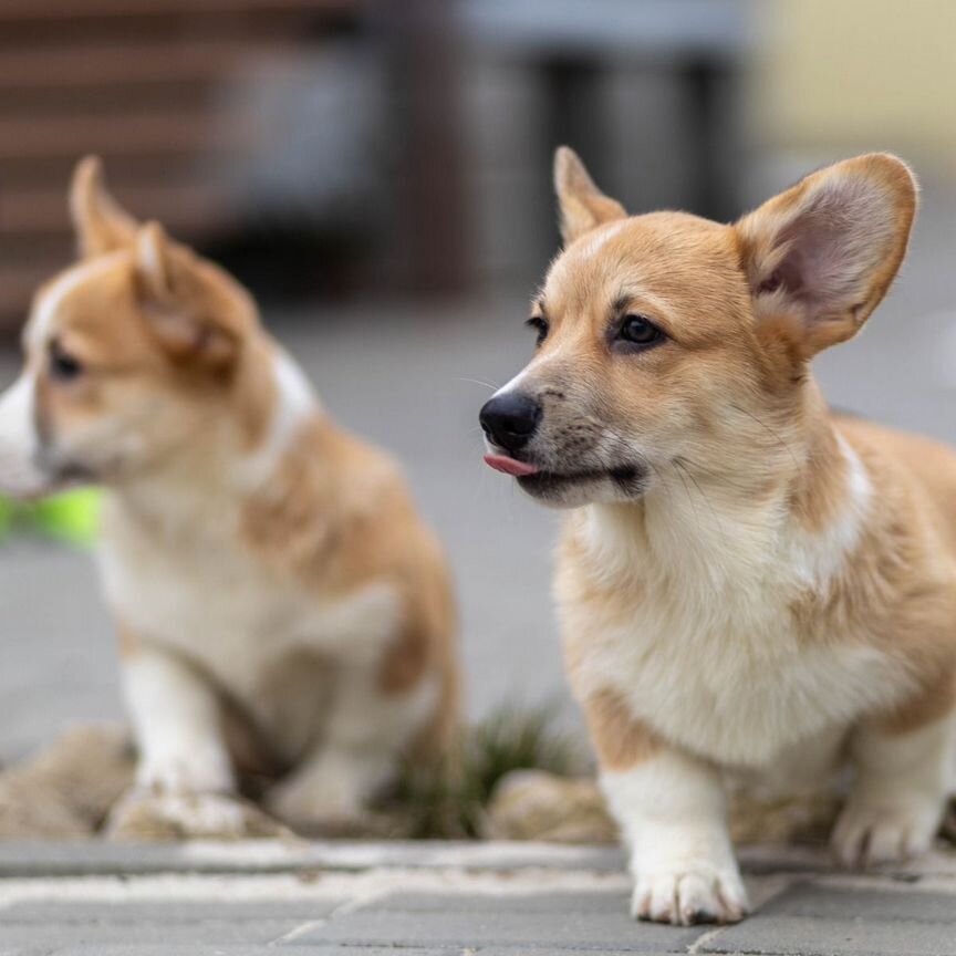 Вельш корги пемброк