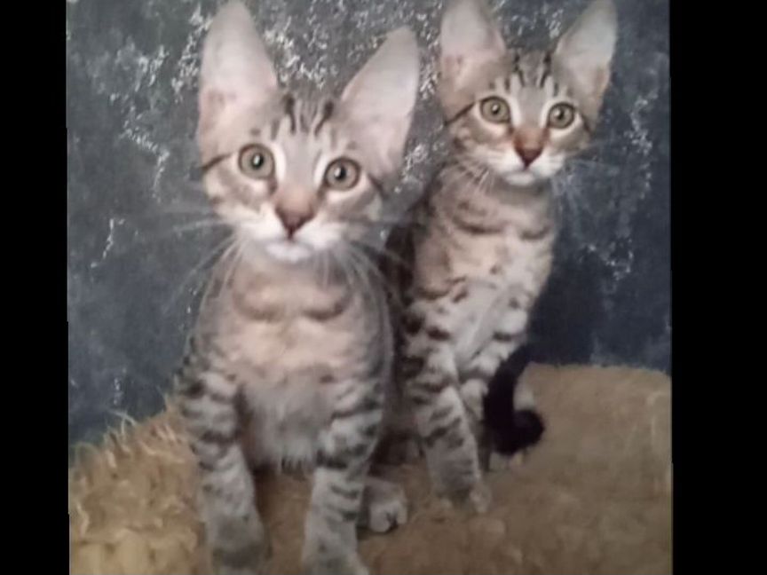 Саваннаф4котята