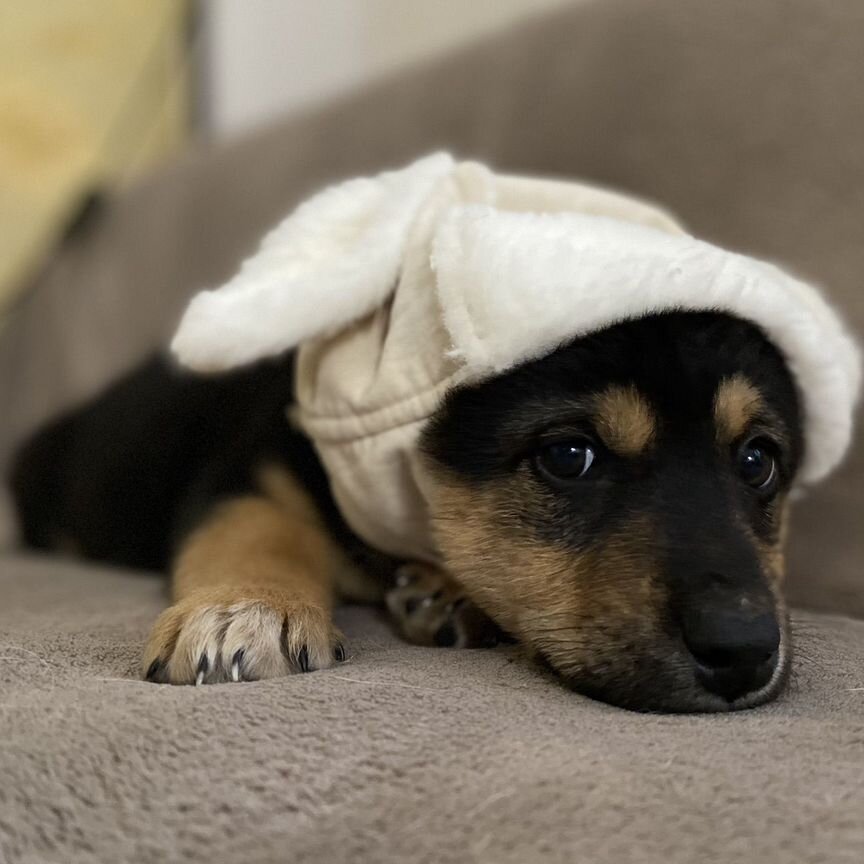 Щенок в добрые руки