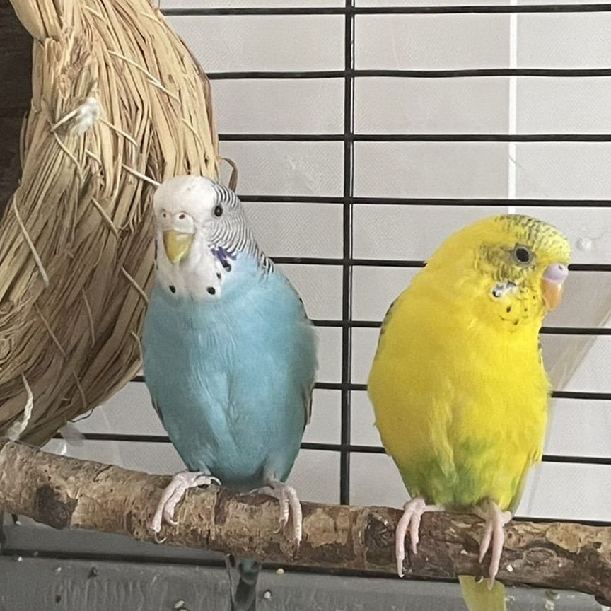 Волнистые попугаи