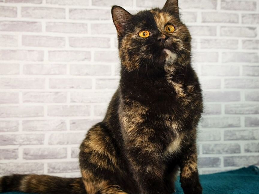 Масянечка в поисках родителей