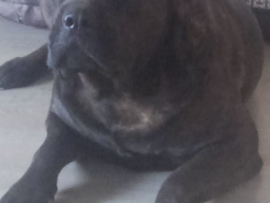 Отдам бесплатно Кане Корсо