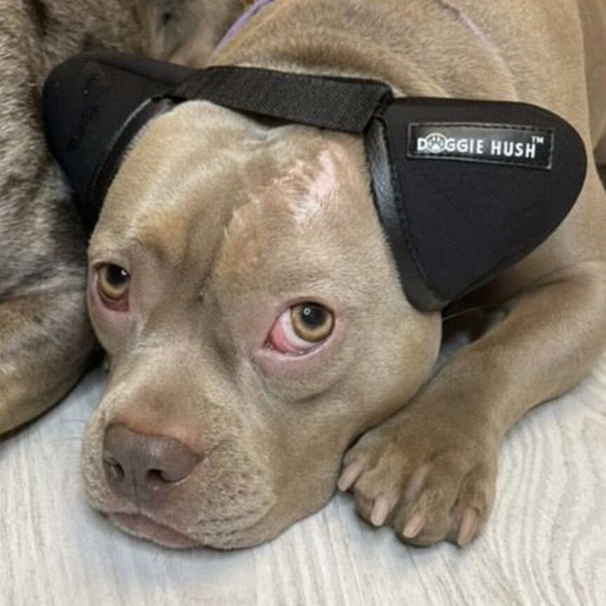 Наушники для собак от шума Doggie Hush