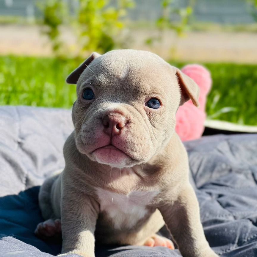Американский булли щенок