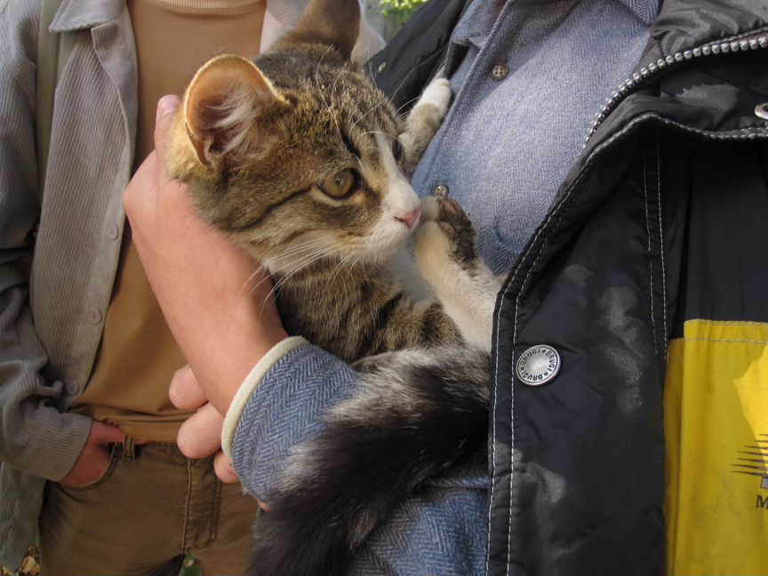 Котенок не хочет оказаться на улице