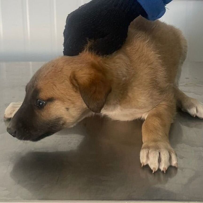 Щенок в добрые руки