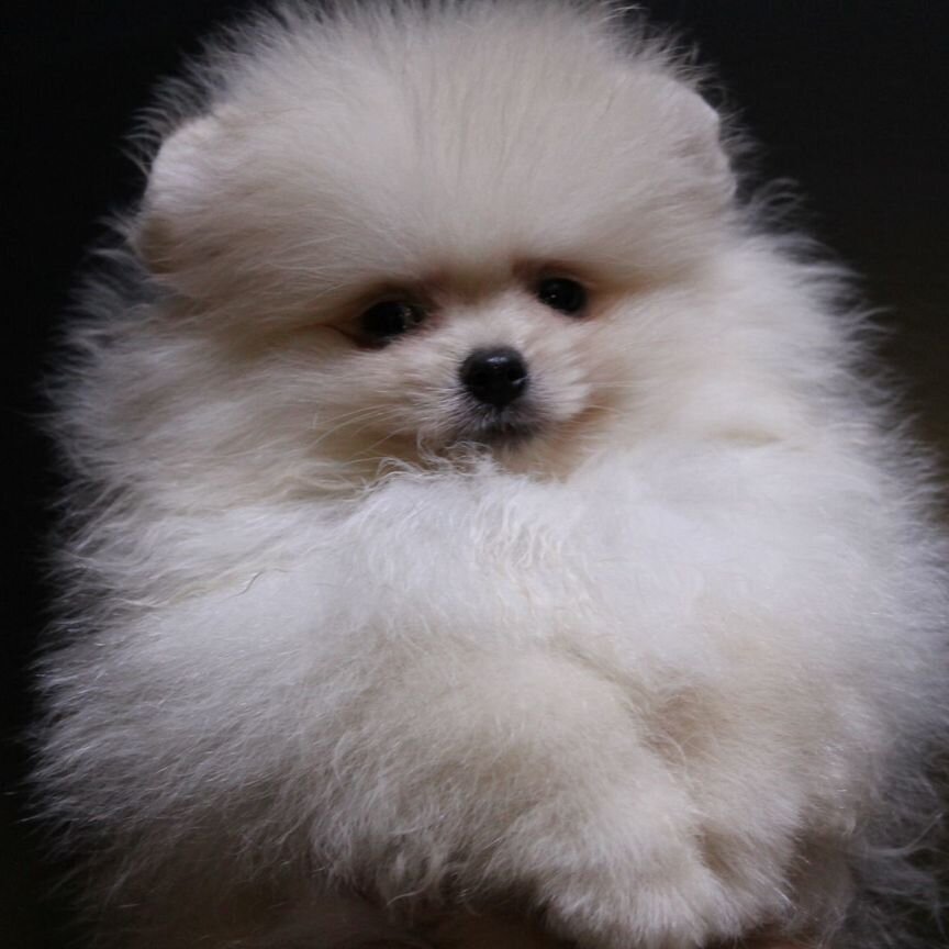 Веселая Палет