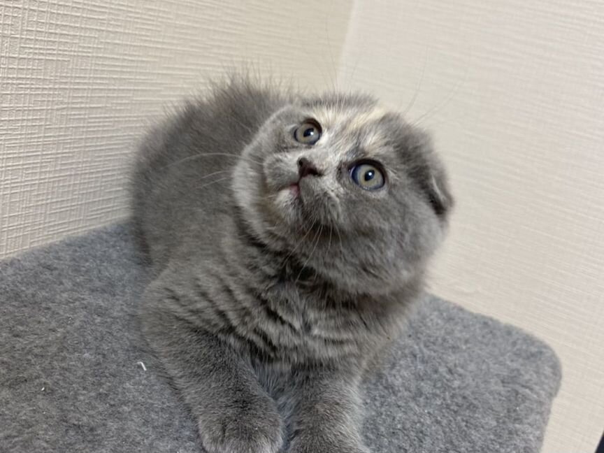 Шотландская вислоухая кошка