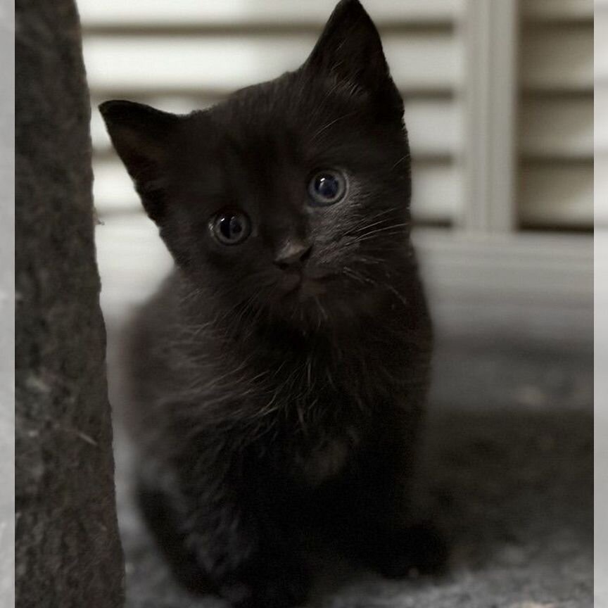 Британский короткошёрстный котёнок