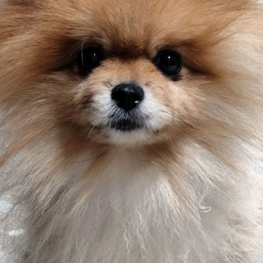 Шпиц в добрые руки