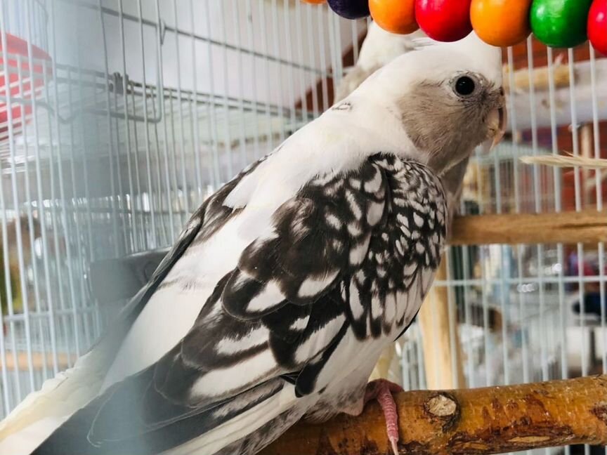 Попугай корелла бесщекая