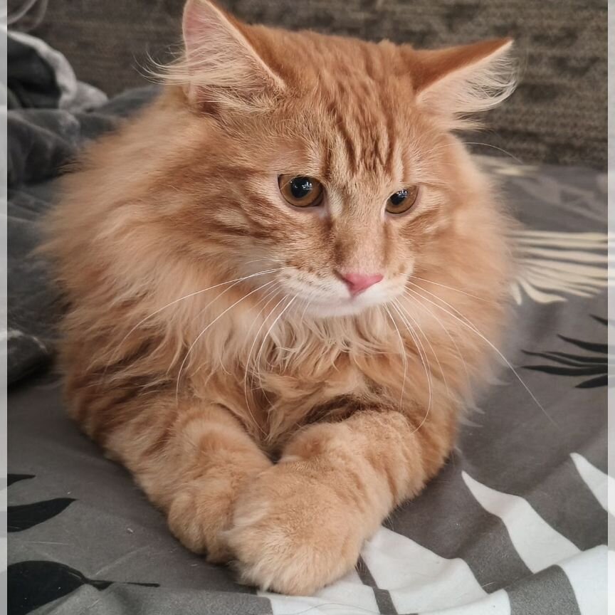 Курильский бобтейл длинношёрстный котёнок