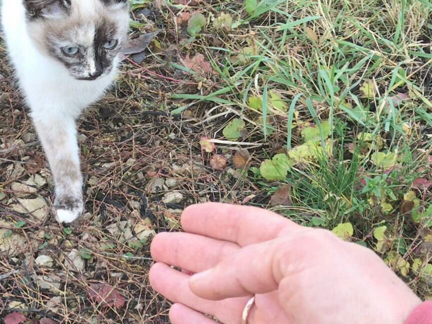 Роскошные котята