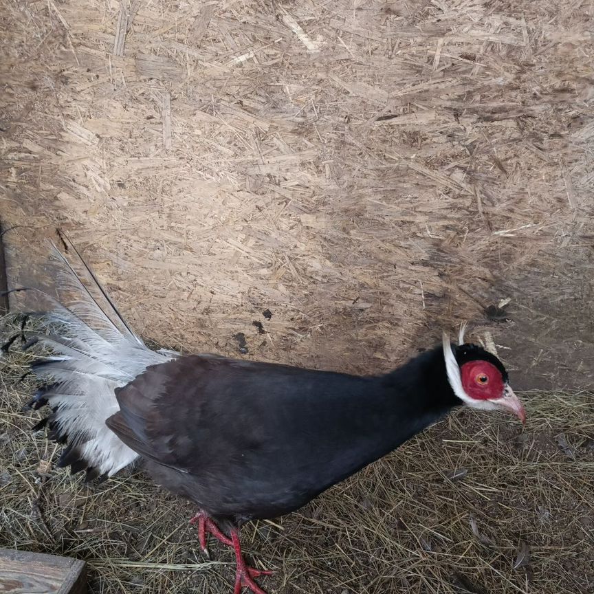 Коричневые ушастые фазаны