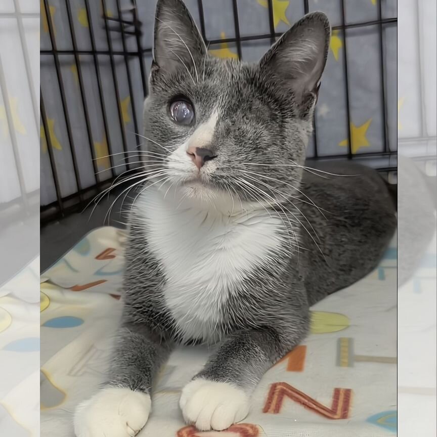 Котёнок в добрые руки