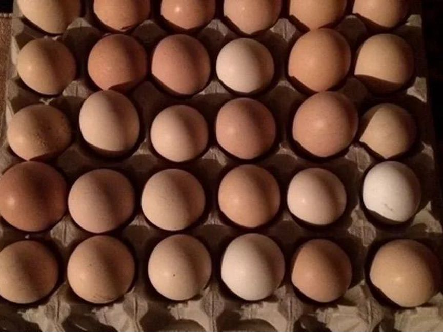 Инкубационное яйцо породы кучинская юбилейная