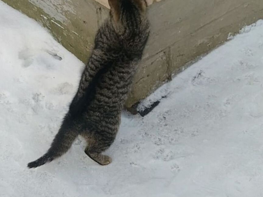 Котенок из ямы