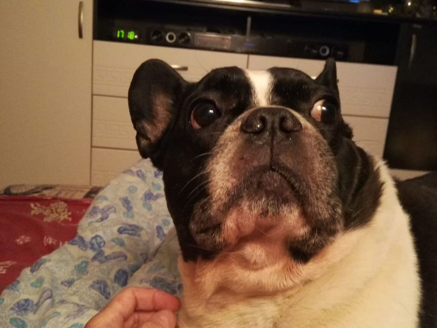 Французский бульдог отдам в добрые руки