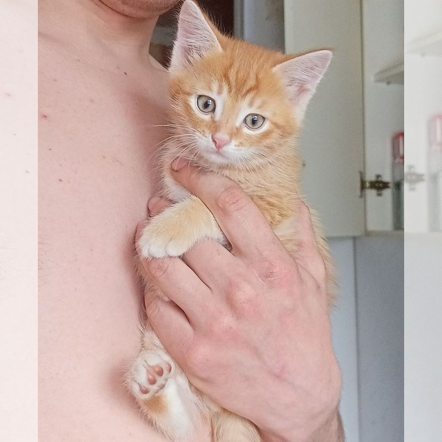 Рыжий котик, мальчик