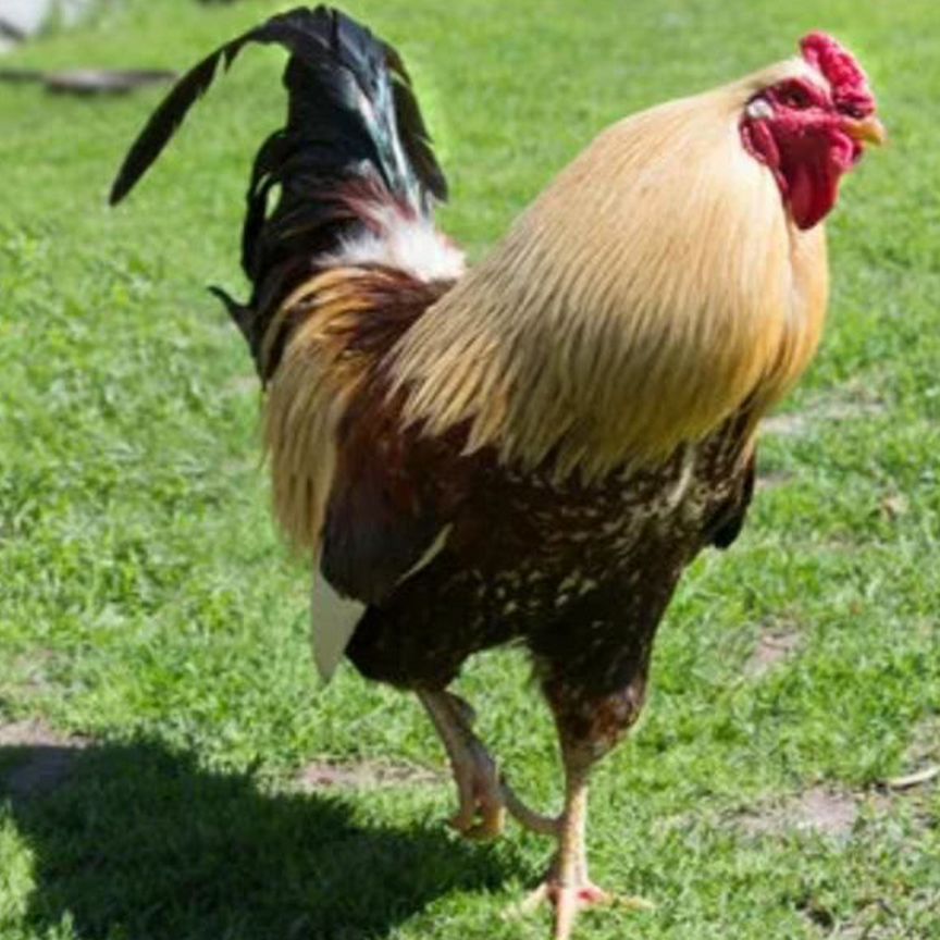 Продам петуха