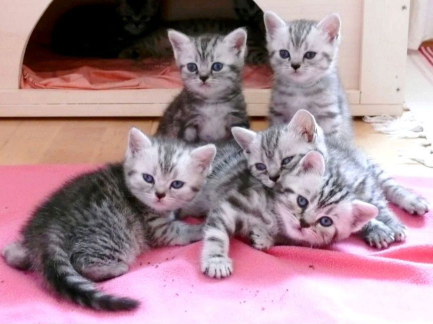 Шотландские Котята) окрас Вискас