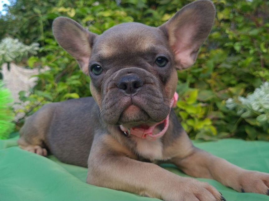 Голубой тан французские пышные детки