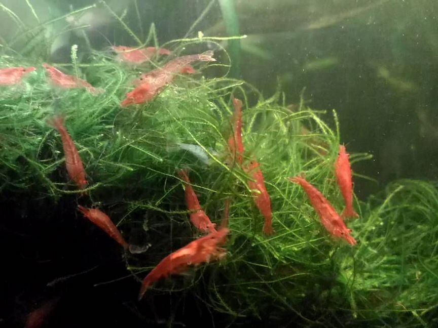 Аквариумные креветки вишня