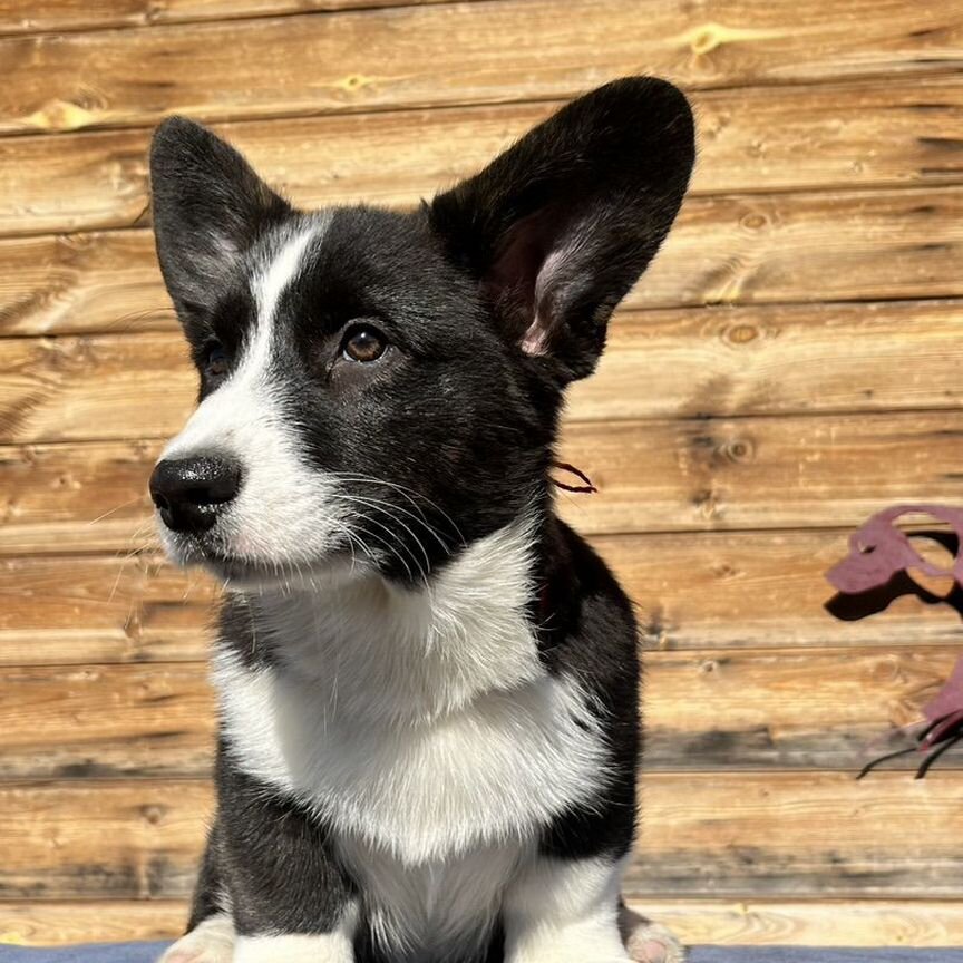 Вельш-корги кардиган