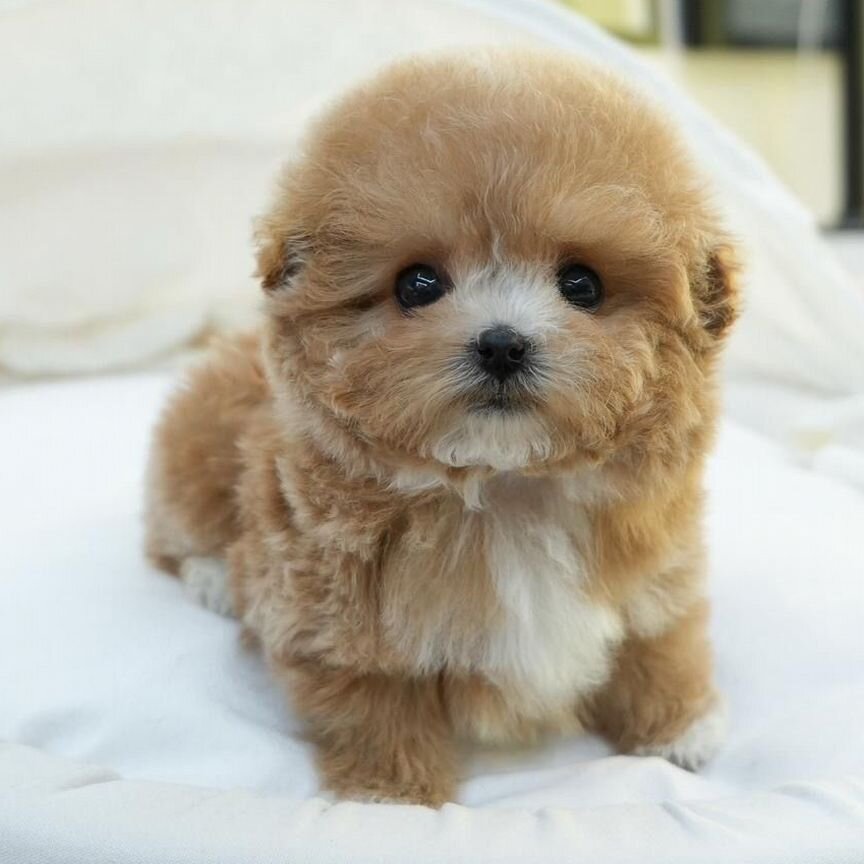 Мальтипу, щенок