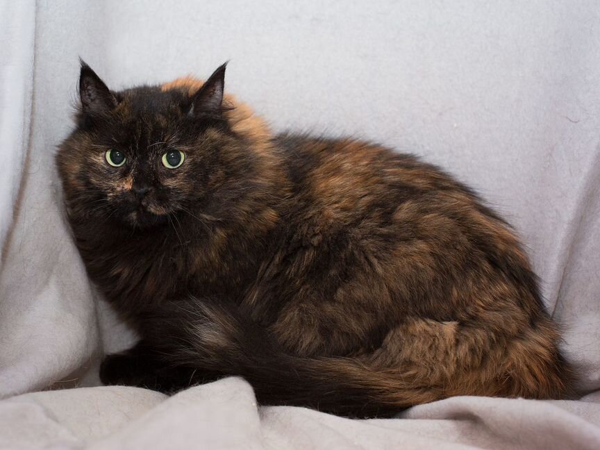 Красивая девочка Черепашка в дар