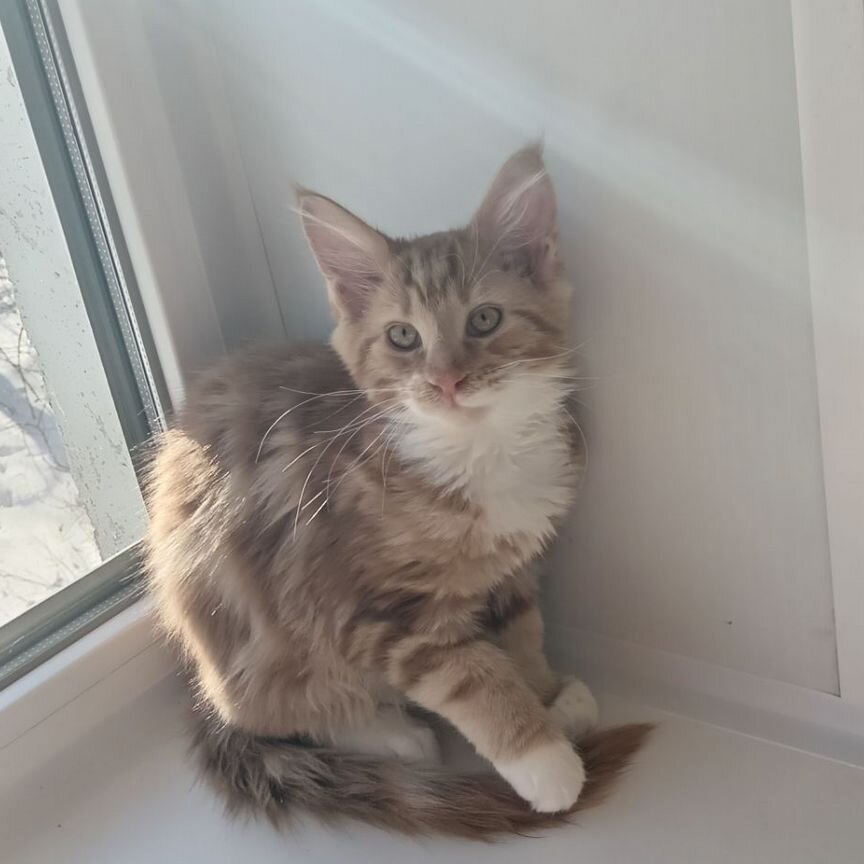 Мейн-кун котёнок