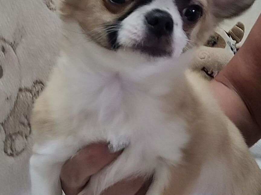 Щенки чихуахуа длинношерстные