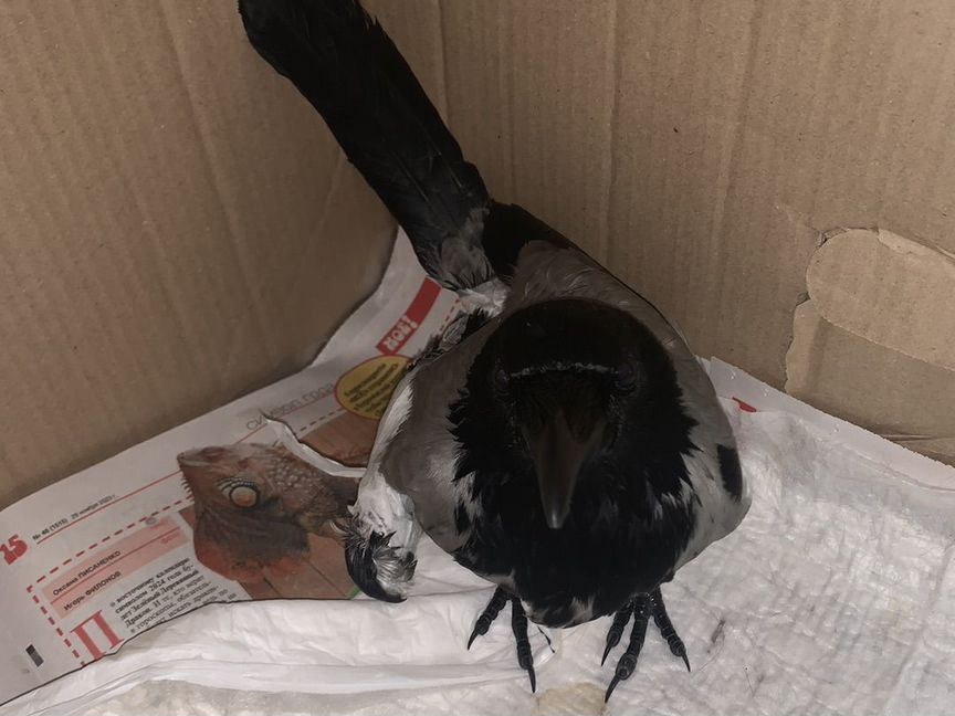 Отдам ворону в добрые руки, Воронеж