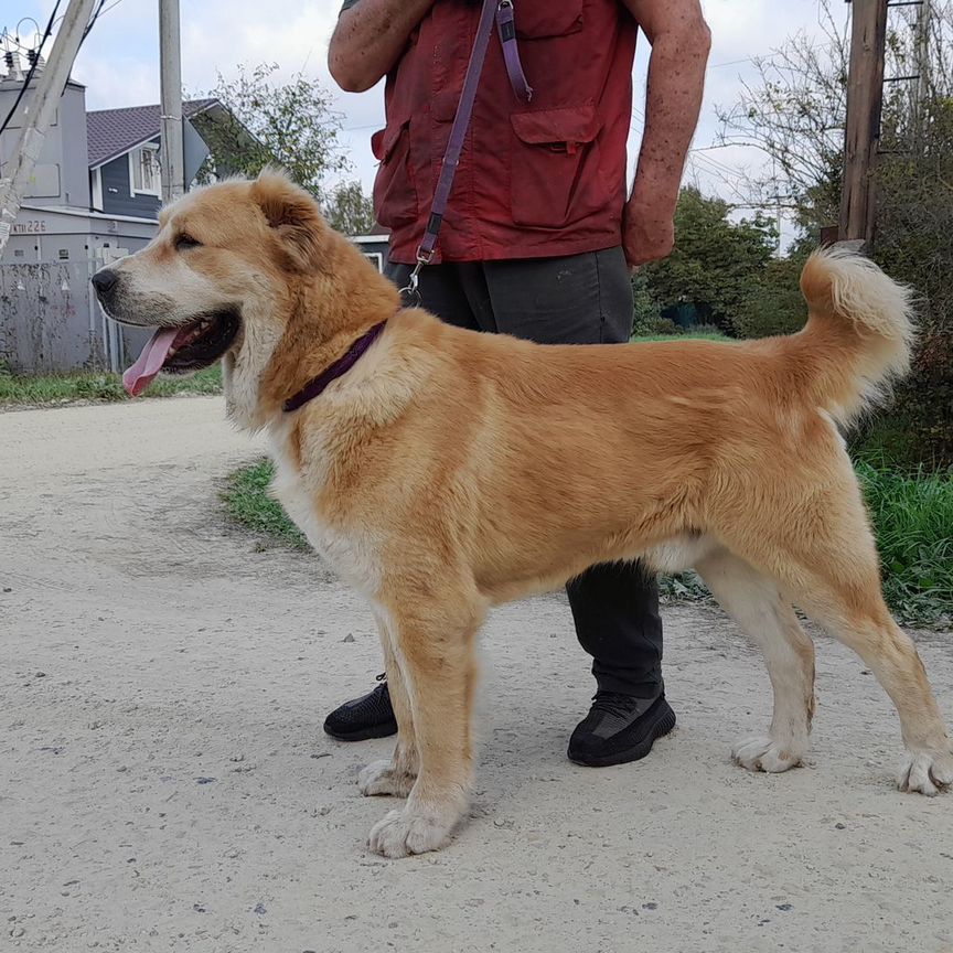 Среднеазиатская овчарка, кобель, бесплатно