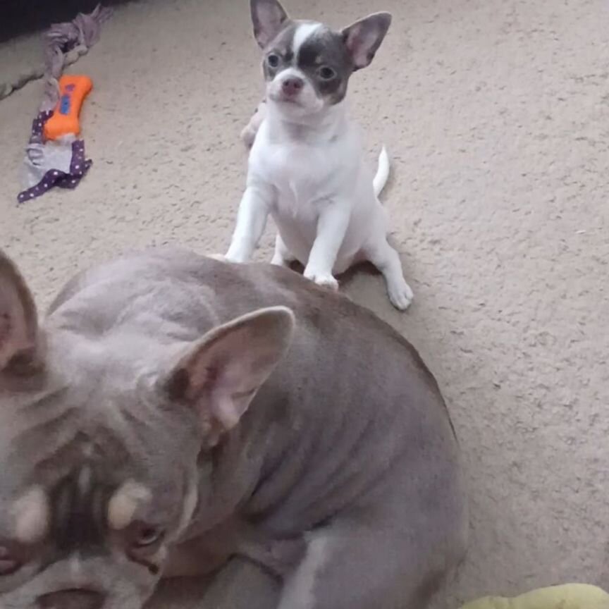 Чихуахуа, щенок