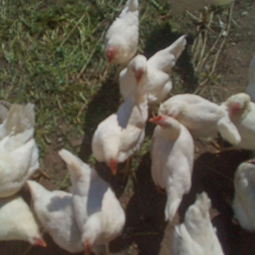 Продам кур несушек