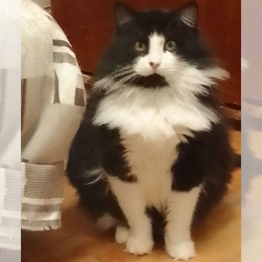 Кот