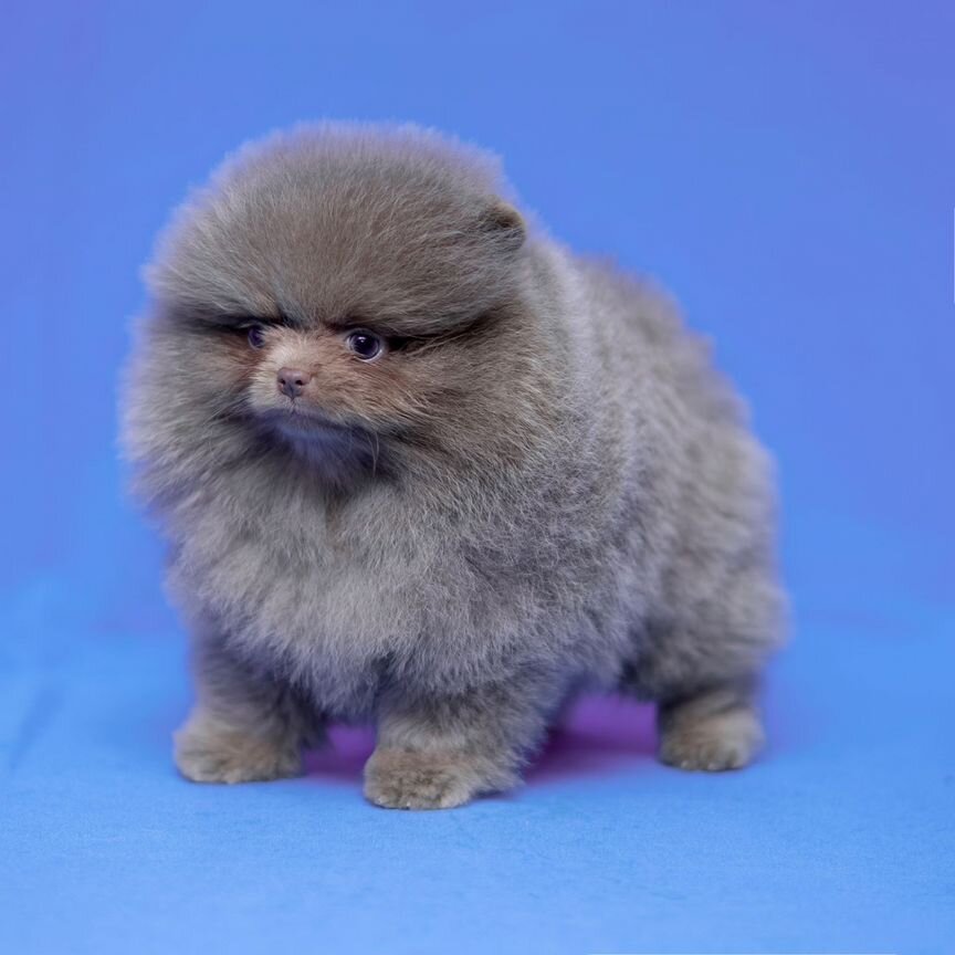 Лиловый принц - померанец